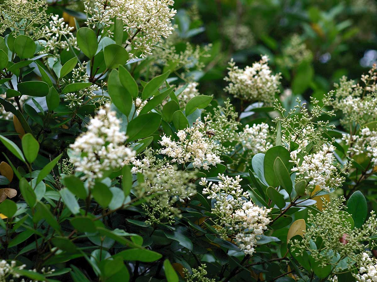 10 Common Garden Plants You Might Not Know Are Invasive