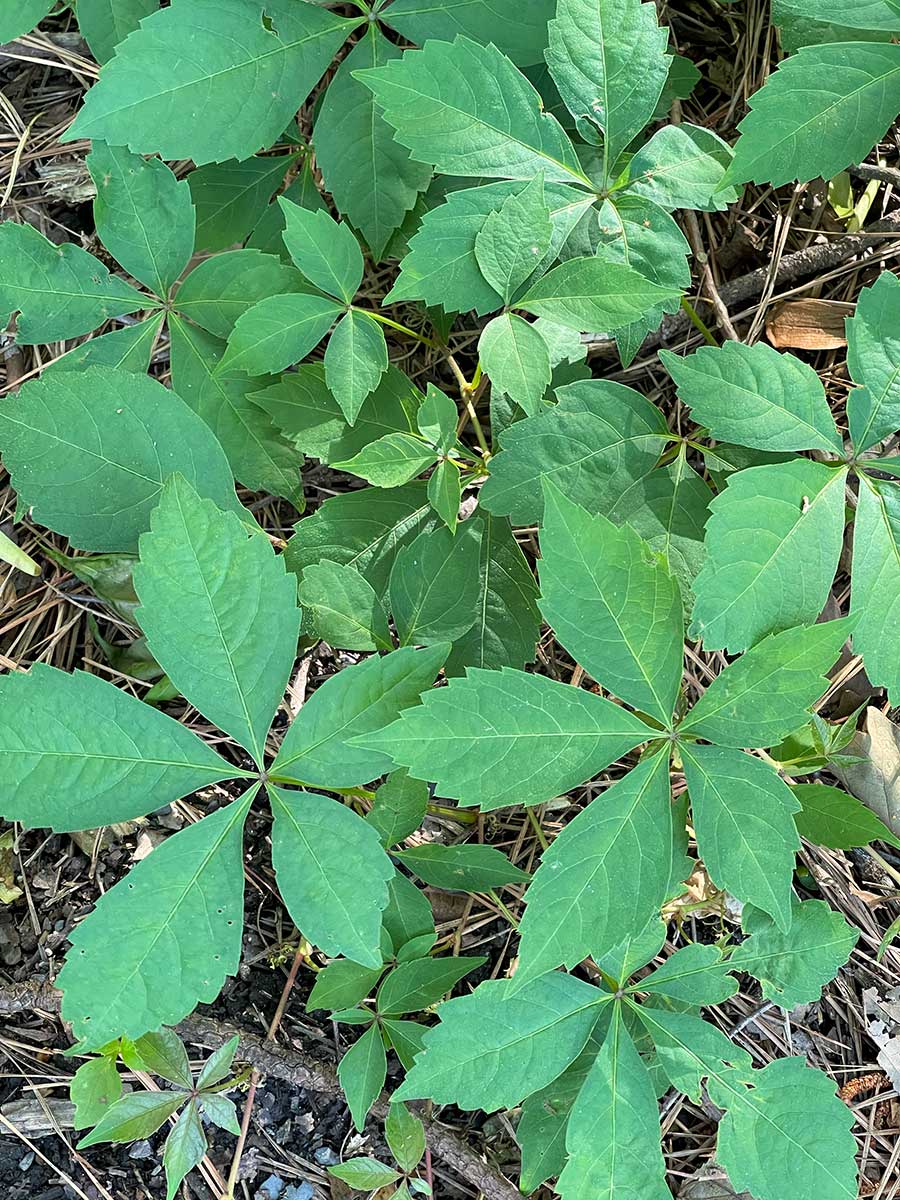 10 Common Garden Plants You Might Not Know Are Invasive