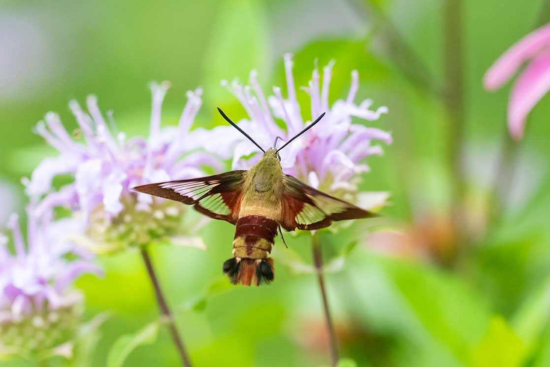 Hummingbird Moths: Amazing Pollinators & How to Attract Them