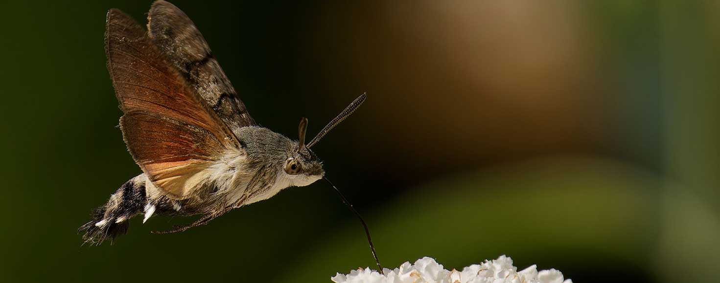 Night Time Pollinators: Moths, Beetles, and Bats