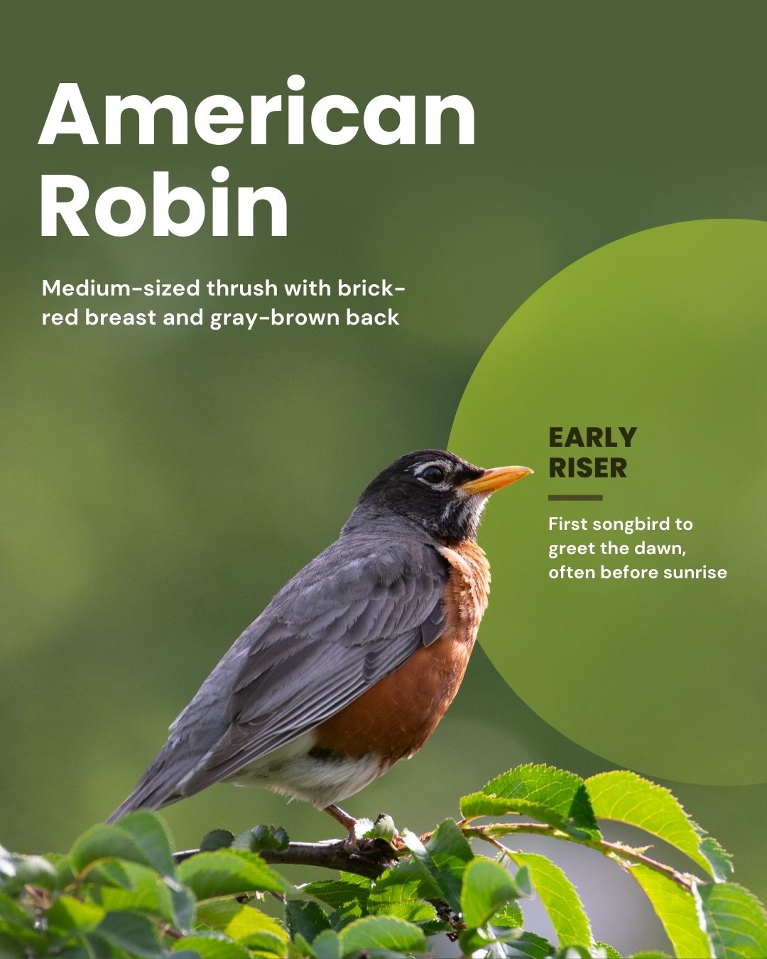 Top 5 Birds You'll See in Your Backyard